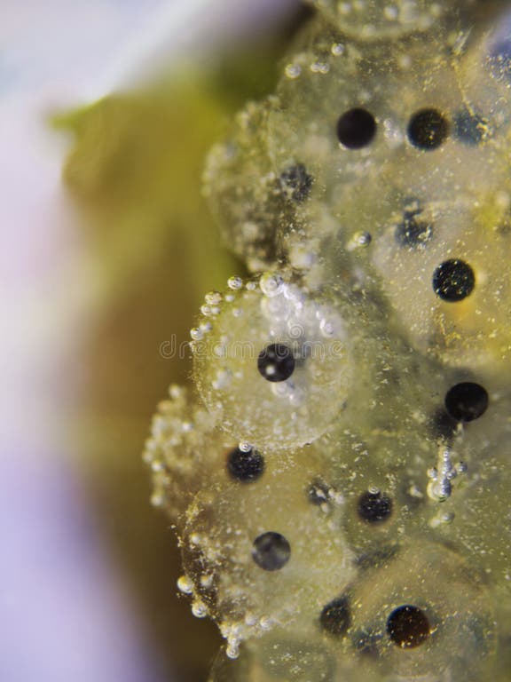 Frog spawn stock image. Image of education, light, jelly - 13276883