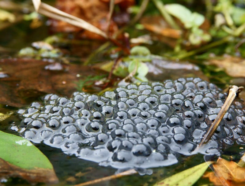 545 Tadpole Frog Eggs Stock Photos - Free & Royalty-Free Stock Photos ...