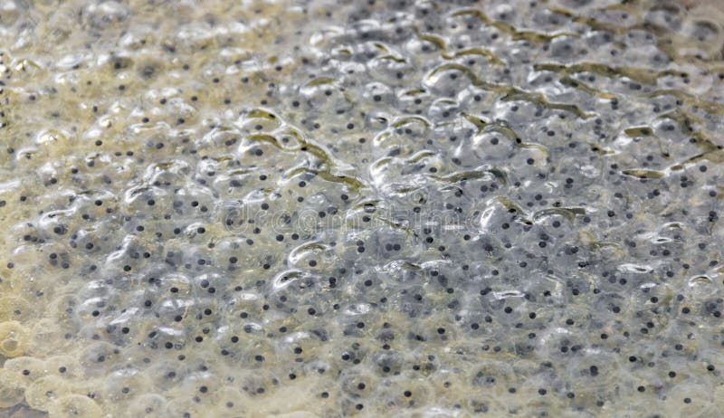 Frog spawn closeup stock photo. Image of tadpole, larva - 116065534