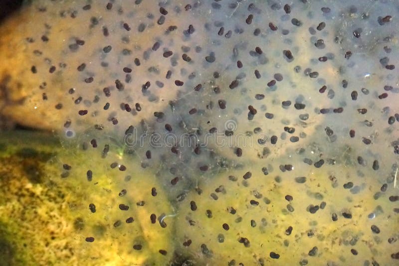 Frog Spawn on a Garden Pond Stock Image - Image of season, jelly: 243250775