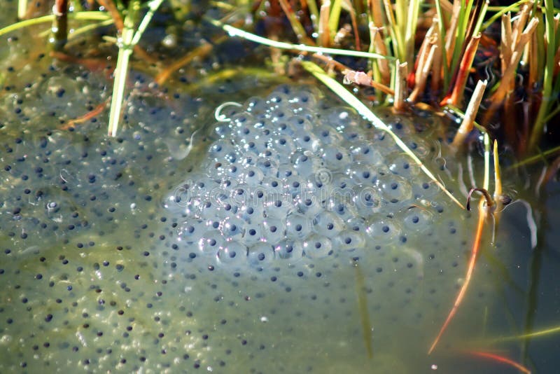 Frog Spawn on a Garden Pond Stock Image - Image of season, jelly: 243250775