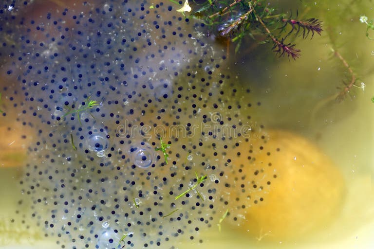 Frog Spawn in a Garden Pond Stock Photo - Image of underwater, sunlight ...