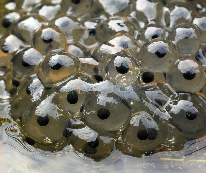 Frog Spawn on a Garden Pond Stock Image - Image of season, jelly: 243250775