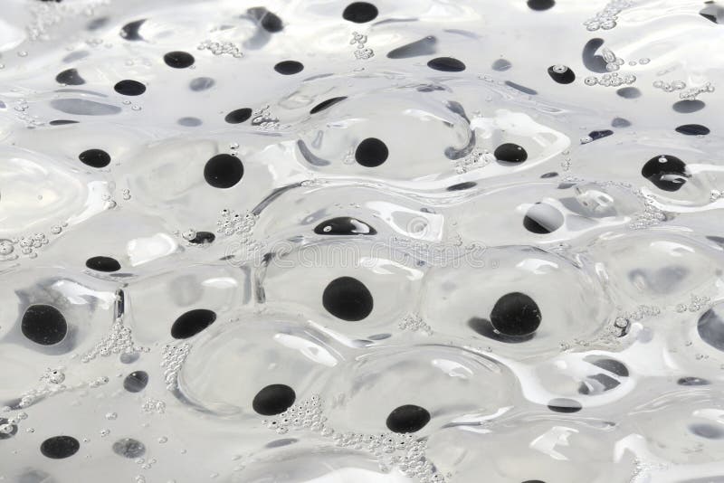 Frog spawn graphical image stock image. Image of spaw - 204473571