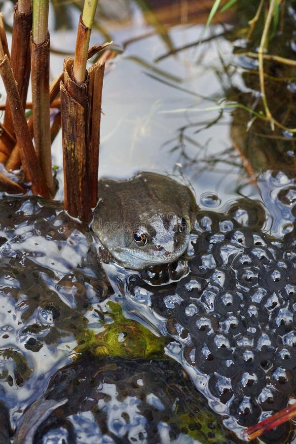 Spawn stock photo. Image of spawn, catching, fish, national - 13742532
