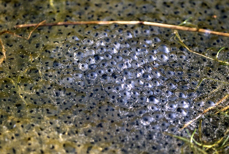 Frog Spawn Swims in the Pond Stock Photo - Image of animals, pools ...