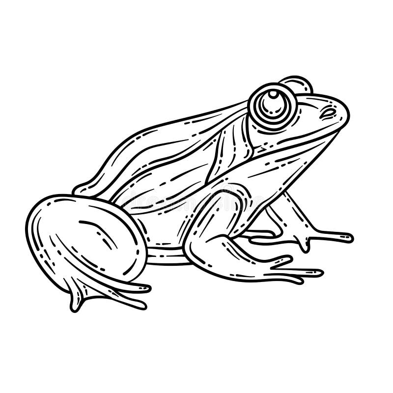 Frog Spring Coloring Page for Adults Stock Vector - Illustration of ...