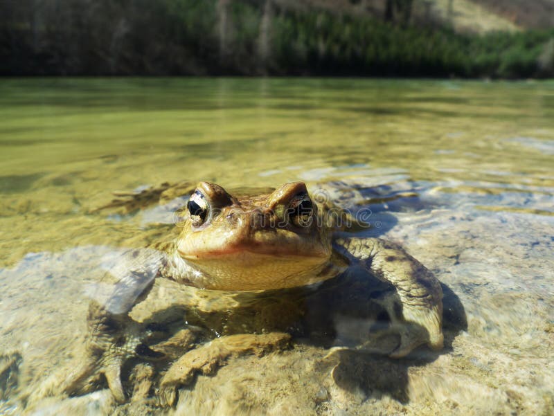 Frog in Lake , Slovakia stock photo. Image of frog, flora - 175023948