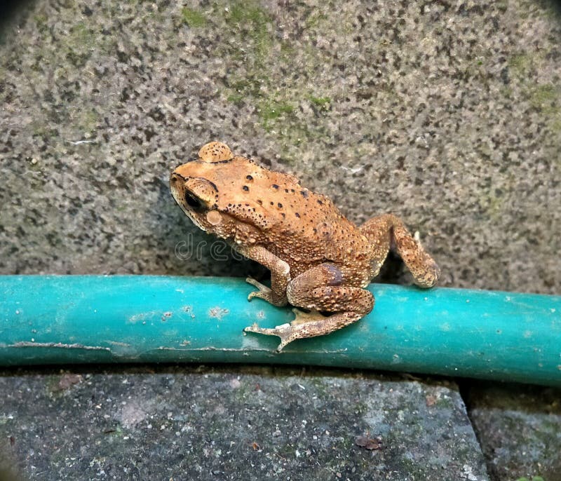 Cartoon Standing Water Hose Stock Photos - Free & Royalty-Free Stock ...