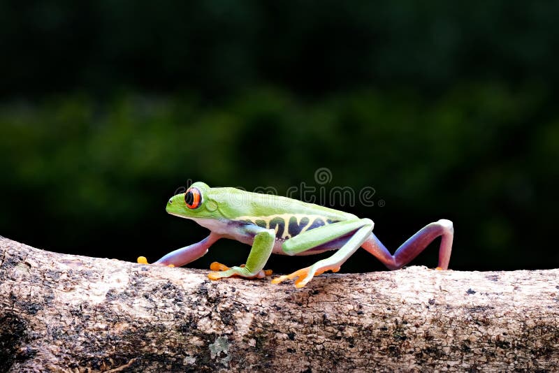 The Frog is Standing on a Stick Stock Photo - Image of likeit ...