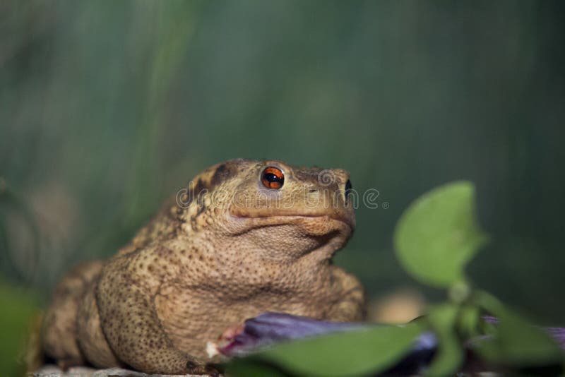 Frog staring at moon stock photo. Image of animal, nature - 6636626