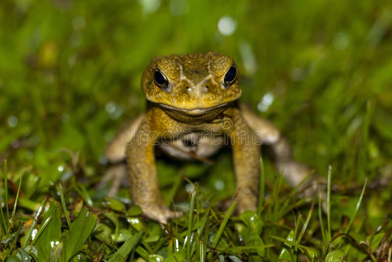 Frog staring at me stock photo. Image of stare, face - 36670096