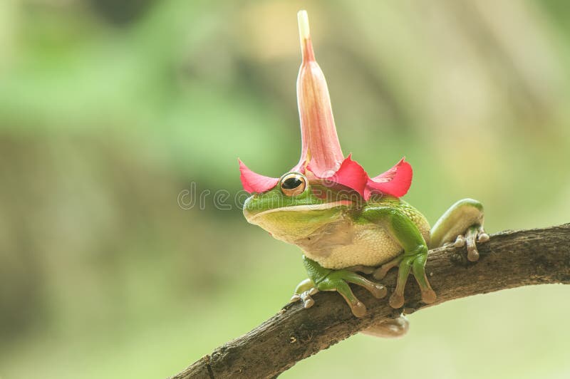 Wizard frog stock photo. Image of simple, animals, animal - 114426072