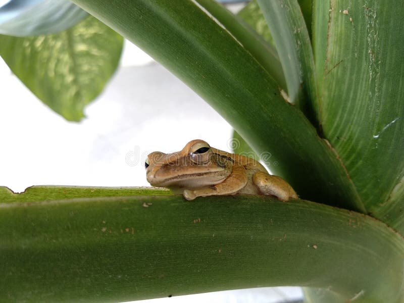 A frog among the stems stock photo. Image of funny, environment - 250089426
