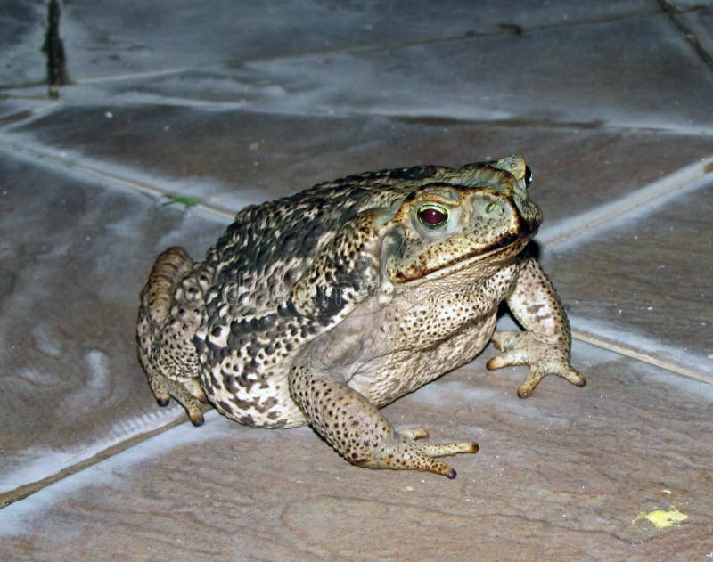 Frog stock photo. Image of toad, cururu, animal, prince - 39334342