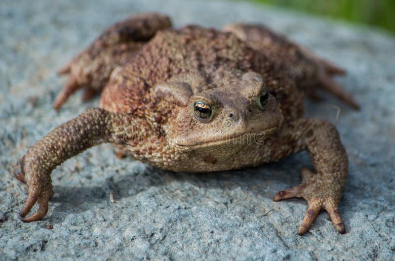 A Toad after Jumping on a Stone Stock Photo - Image of valley, stone ...