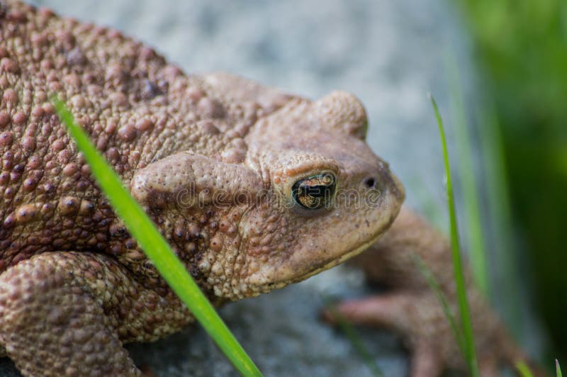 A Toad after Jumping on a Stone Stock Photo - Image of frog, animal ...