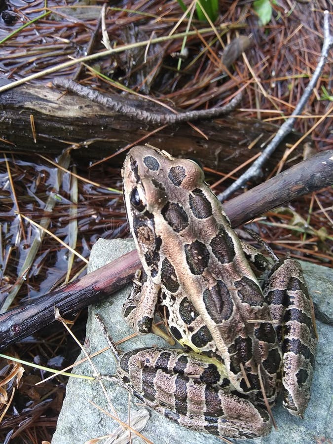 Frog on stone in garden stock image. Image of plant - 263849225