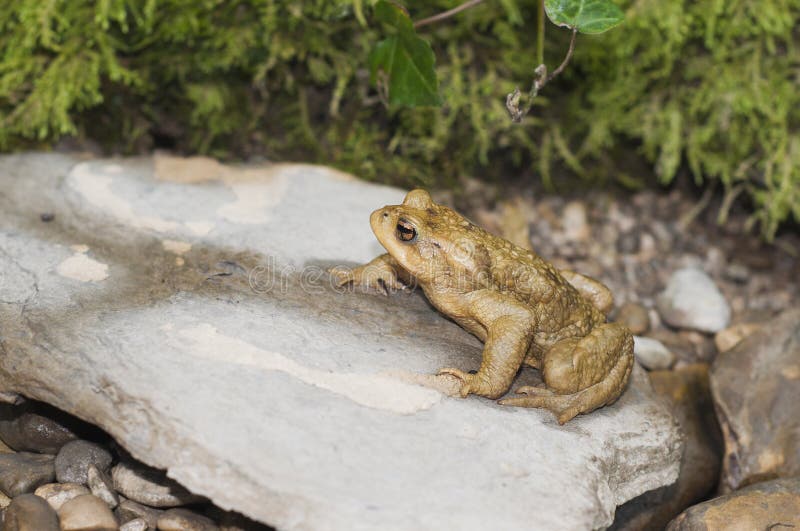 Frog on a Stone in the River Stock Image - Image of callidryas, cute ...
