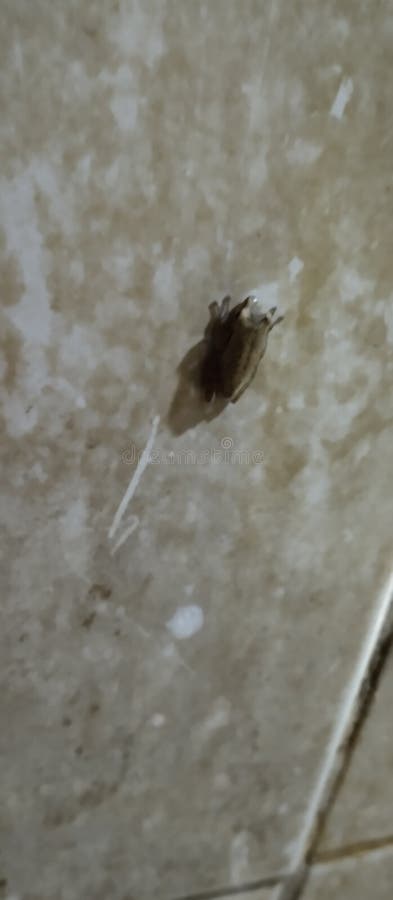 The Frog Stuck To the Wall in the Playroom in the Dirt Stock Image ...