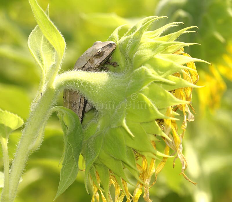 Frog on sunflower stock photo. Image of sunflower, beautiful - 84193608