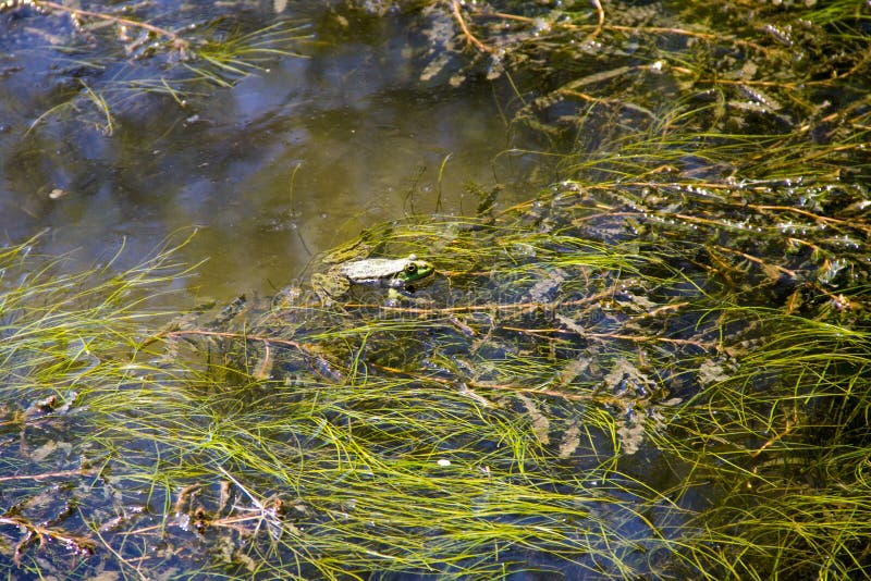 Frog in swamp stock image. Image of grass, lake, environmental - 196439729