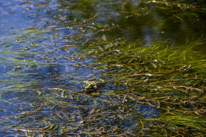 Frog in swamp stock image. Image of brown, croak, green - 261956247