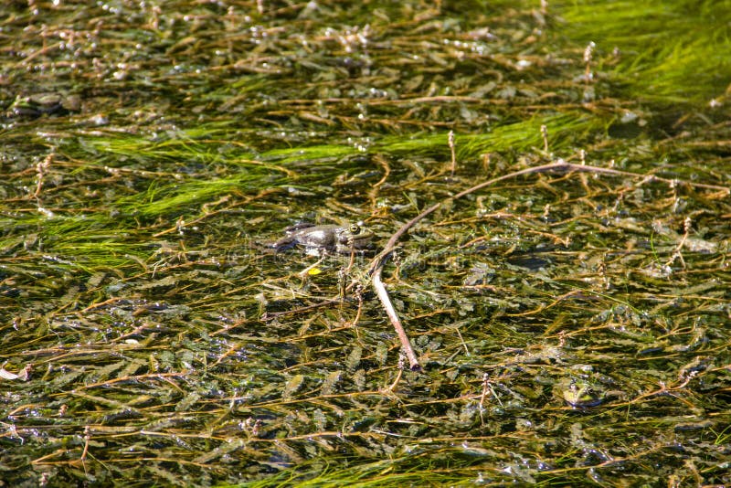 Frog in swamp stock photo. Image of animal, pond, bullfrog - 261956310