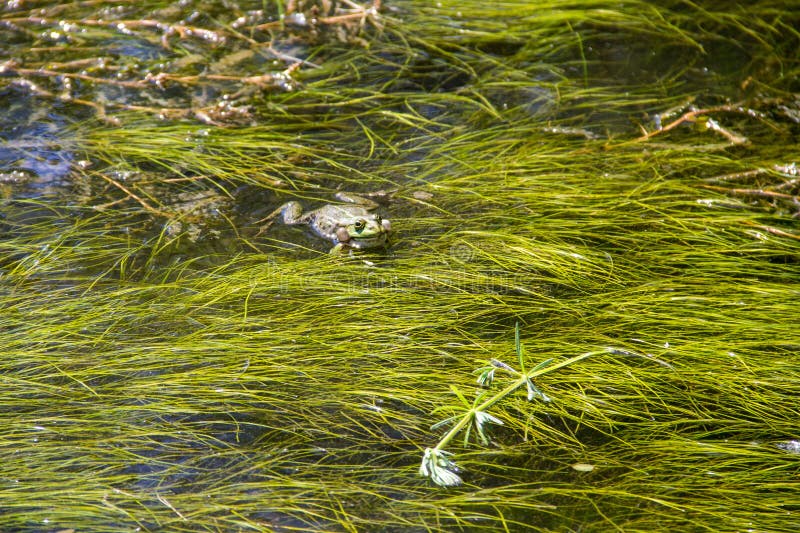 Frog in swamp stock image. Image of spring, natural - 350050905