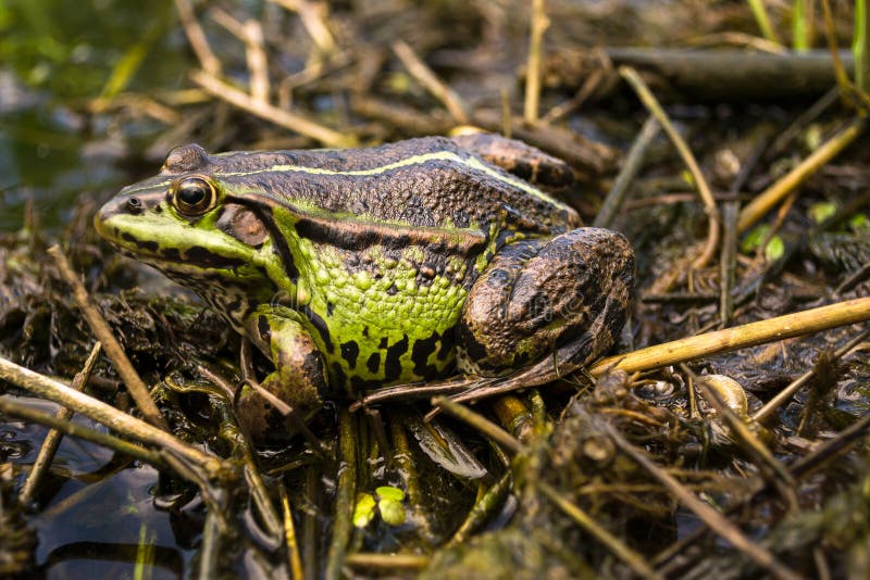 Frog in swamp stock photo. Image of spots, grass, pool - 38013136