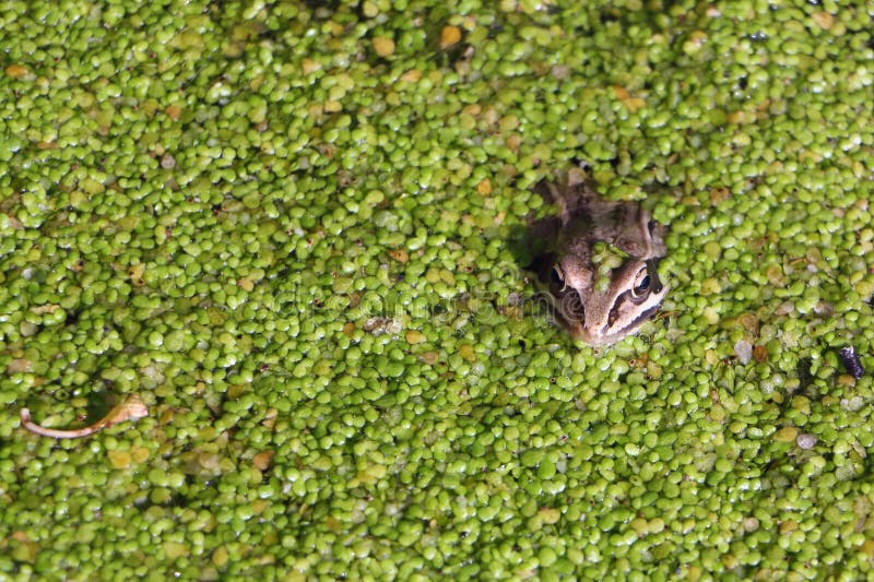 Frog in the Swamp among Duckweeds Stock Photo - Image of lying, camera ...