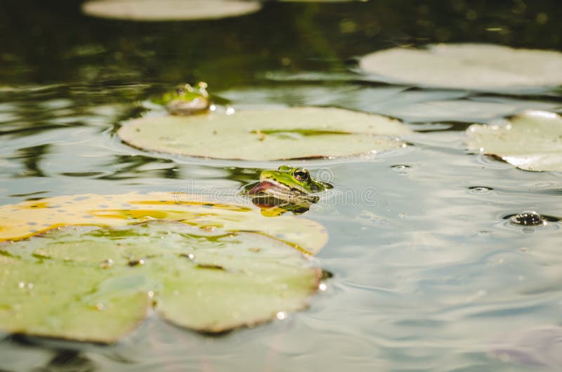 Frog in the Swamp Eats a Worm Stock Image - Image of food, macro: 148881981