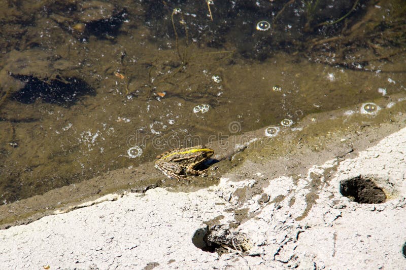 Frog in swamp stock photo. Image of meadow, environmental - 312027542