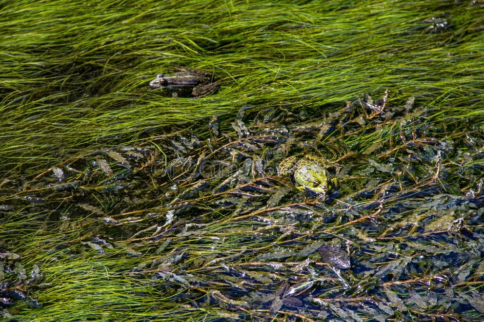 Frog in swamp stock photo. Image of croak, moist, european - 312027580
