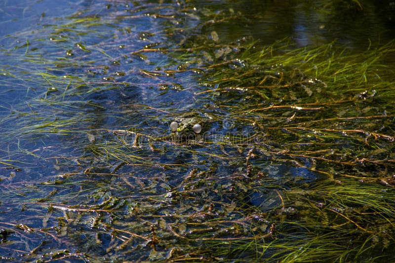 Frog in swamp stock image. Image of meadow, green, european - 312027587