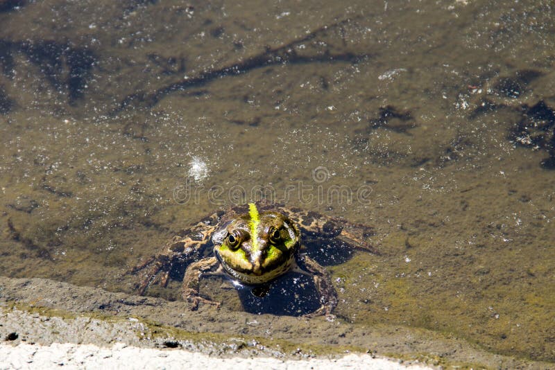 Frog in swamp stock image. Image of aquatic, natural - 93929249
