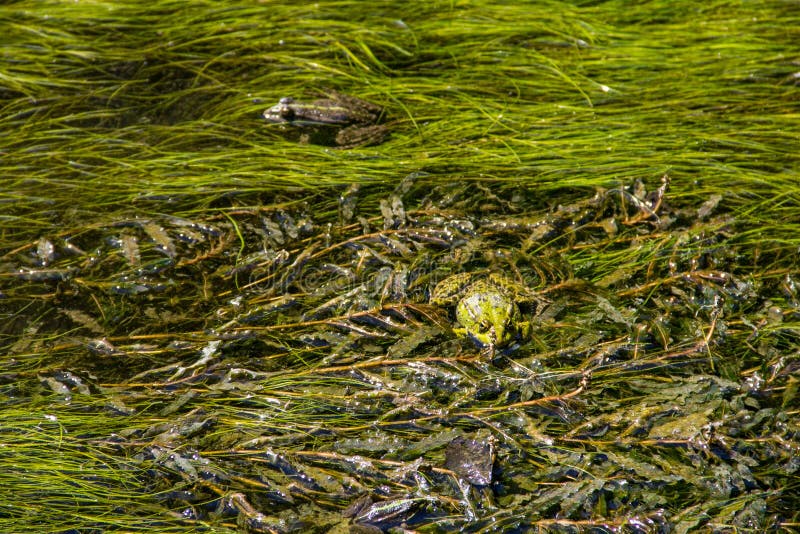 Frog in swamp stock image. Image of bullfrog, marsh, green - 93929395