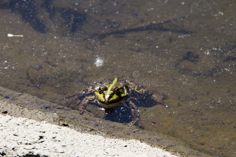 Frog in swamp stock photo. Image of life, green, biology - 135363902