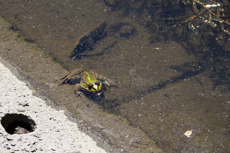 Frog in swamp stock photo. Image of pond, animal, outdoor - 99941896