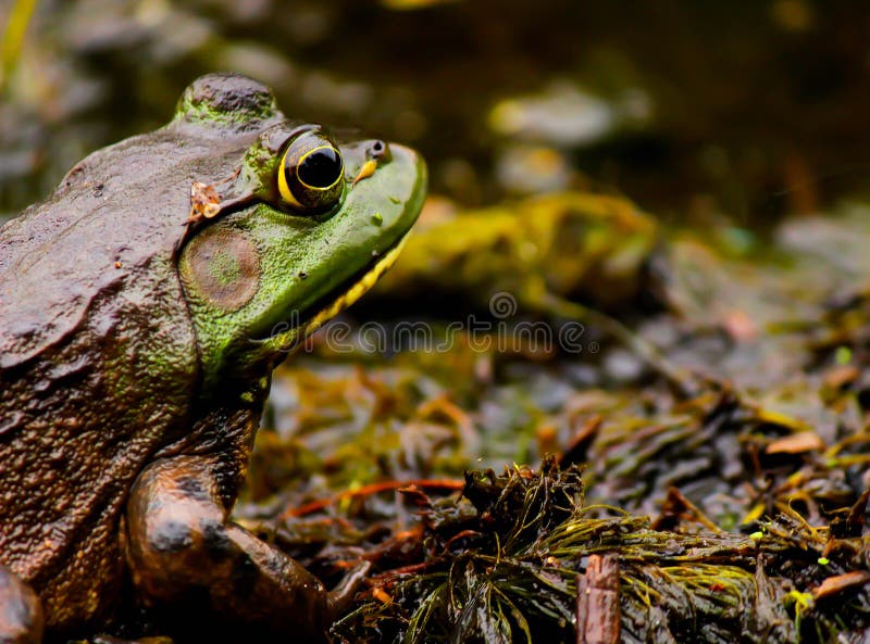 Frog in a swamp stock photo. Image of brown, swamp, cute - 37035760