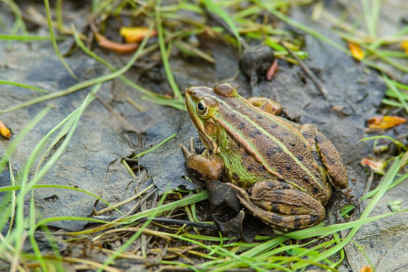 Frog in the swamp stock photo. Image of wild, wildlife - 31858038