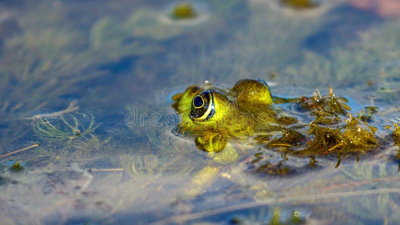 Frog in the Swamps of the Danube Delta Stock Image - Image of fauna ...