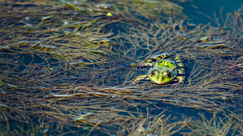 Frog in the Swamps of the Danube Delta Stock Image - Image of amphibia ...