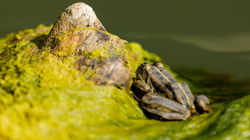 Frog in the Swamps of the Danube Delta Stock Photo - Image of animal ...
