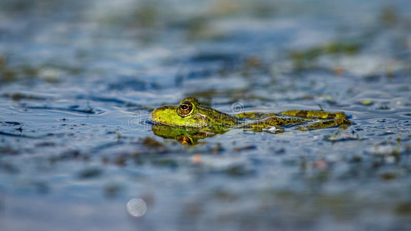 Frog in the Swamps of the Danube Delta Stock Photo - Image of reptile ...