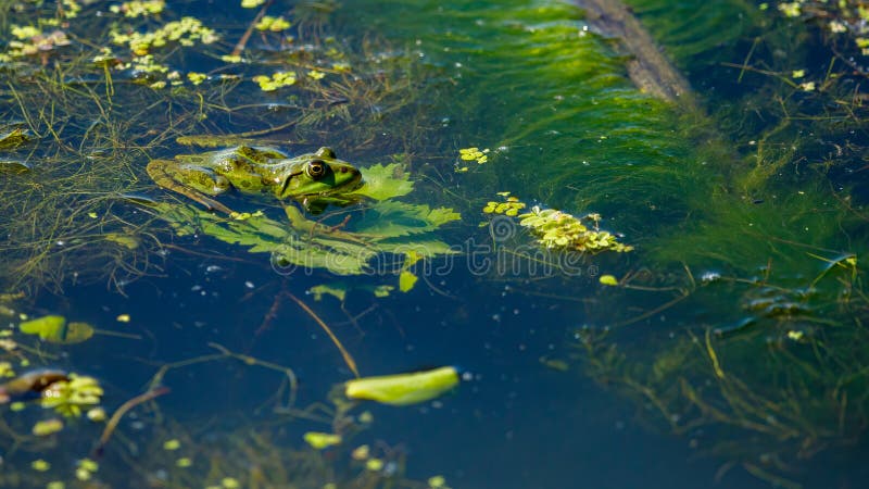 Frog in the Swamps of the Danube Delta Stock Image - Image of wild ...