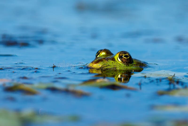 Frog in the Swamps of the Danube Delta Stock Image - Image of danube ...
