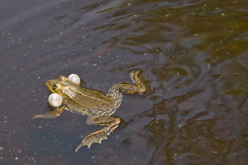 Frog Swimming Royalty Free Stock Image - Image: 5181826