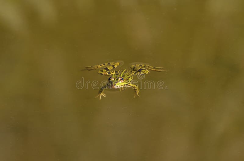 Frog swimming alone stock image. Image of macro, detail - 102325359