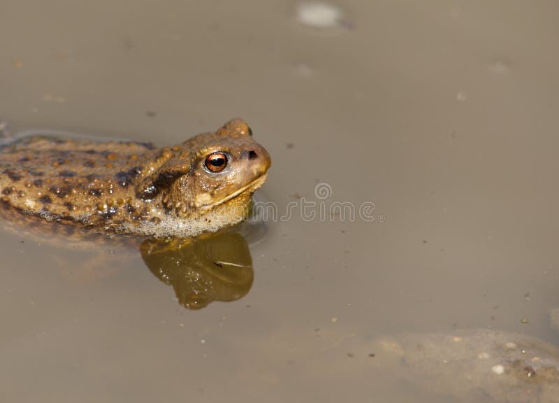 A Common Toad (Bufo Bufo) Swimming in a Muddy Pool Stock Photo - Image ...